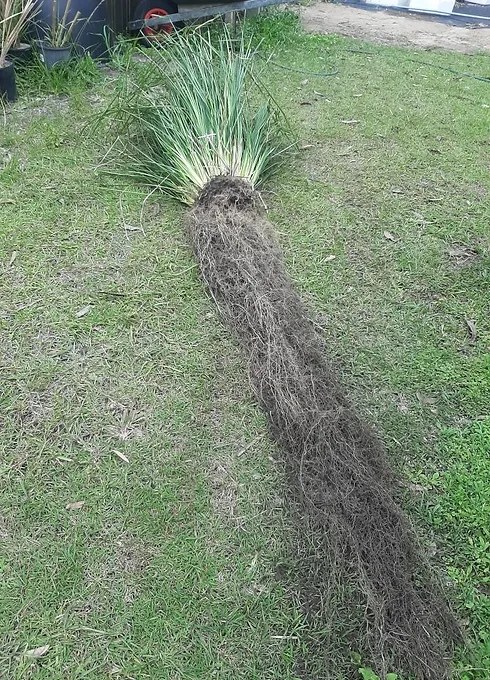 Discover the Multifaceted Benefits of Vetiver Grass